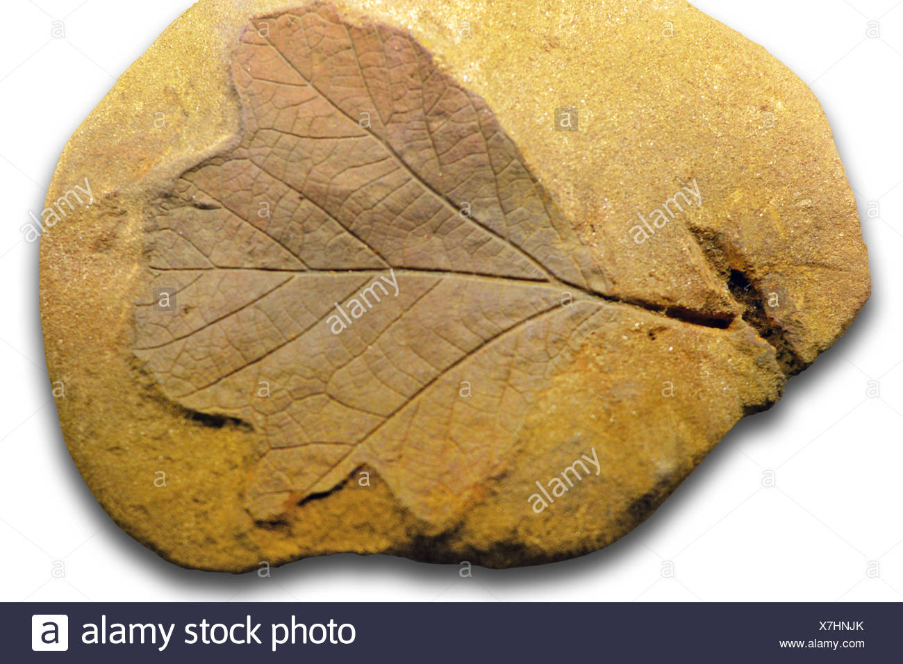 Cretaceous Plants High Resolution Stock Photography and Images - Alamy