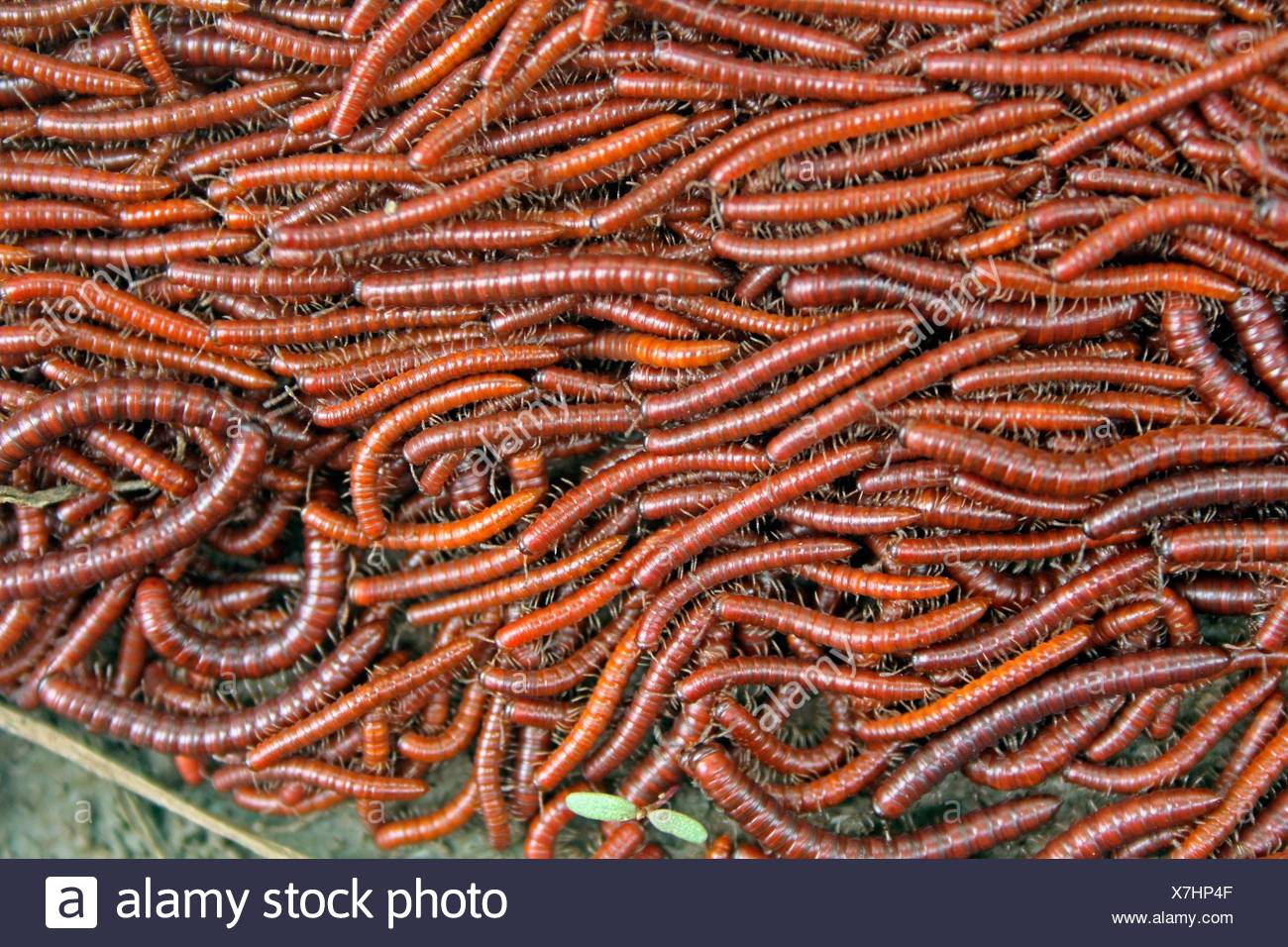 Millipede Coil High Resolution Stock Photography and Images - Alamy