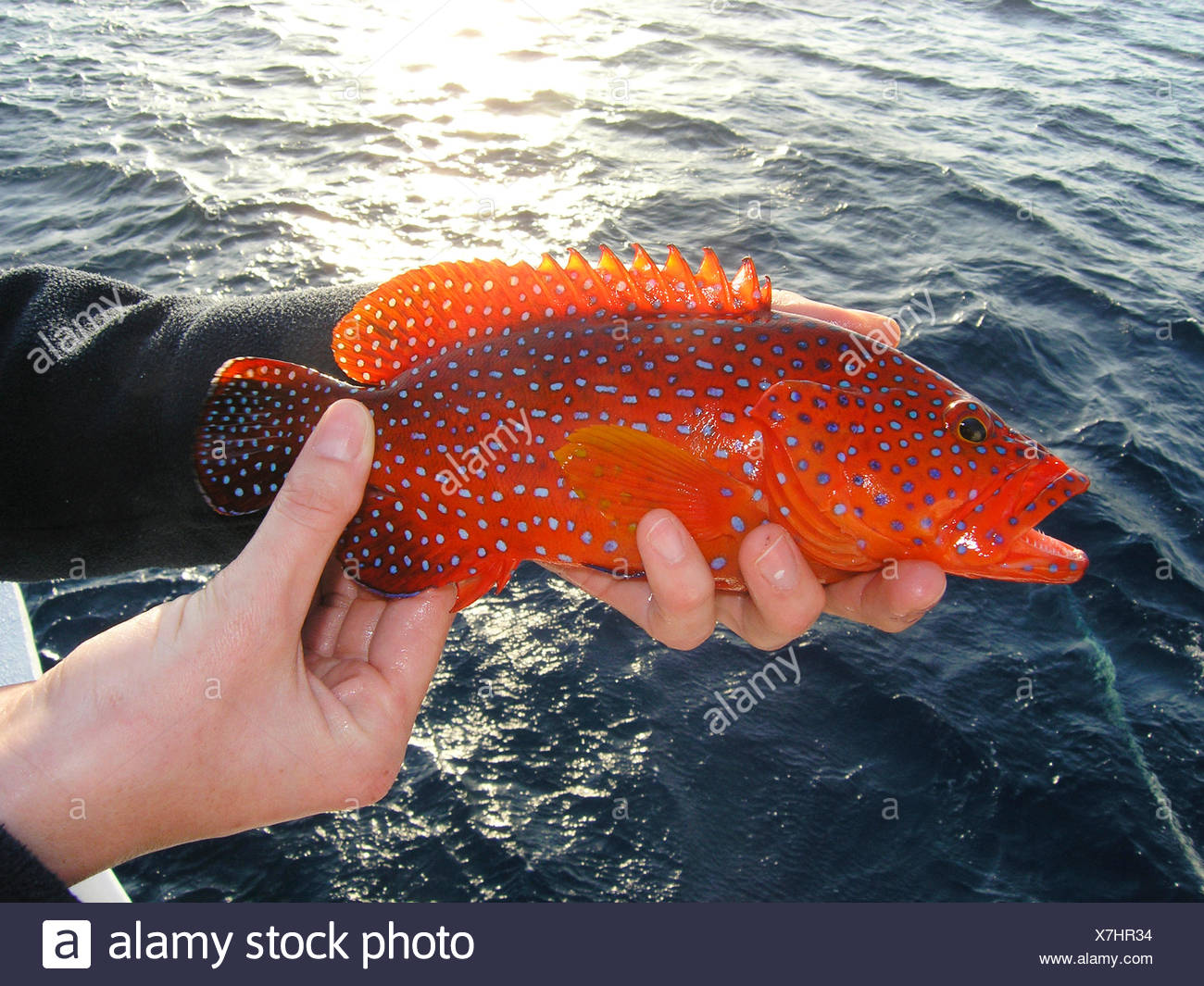 Blue Trout High Resolution Stock Photography and Images - Alamy