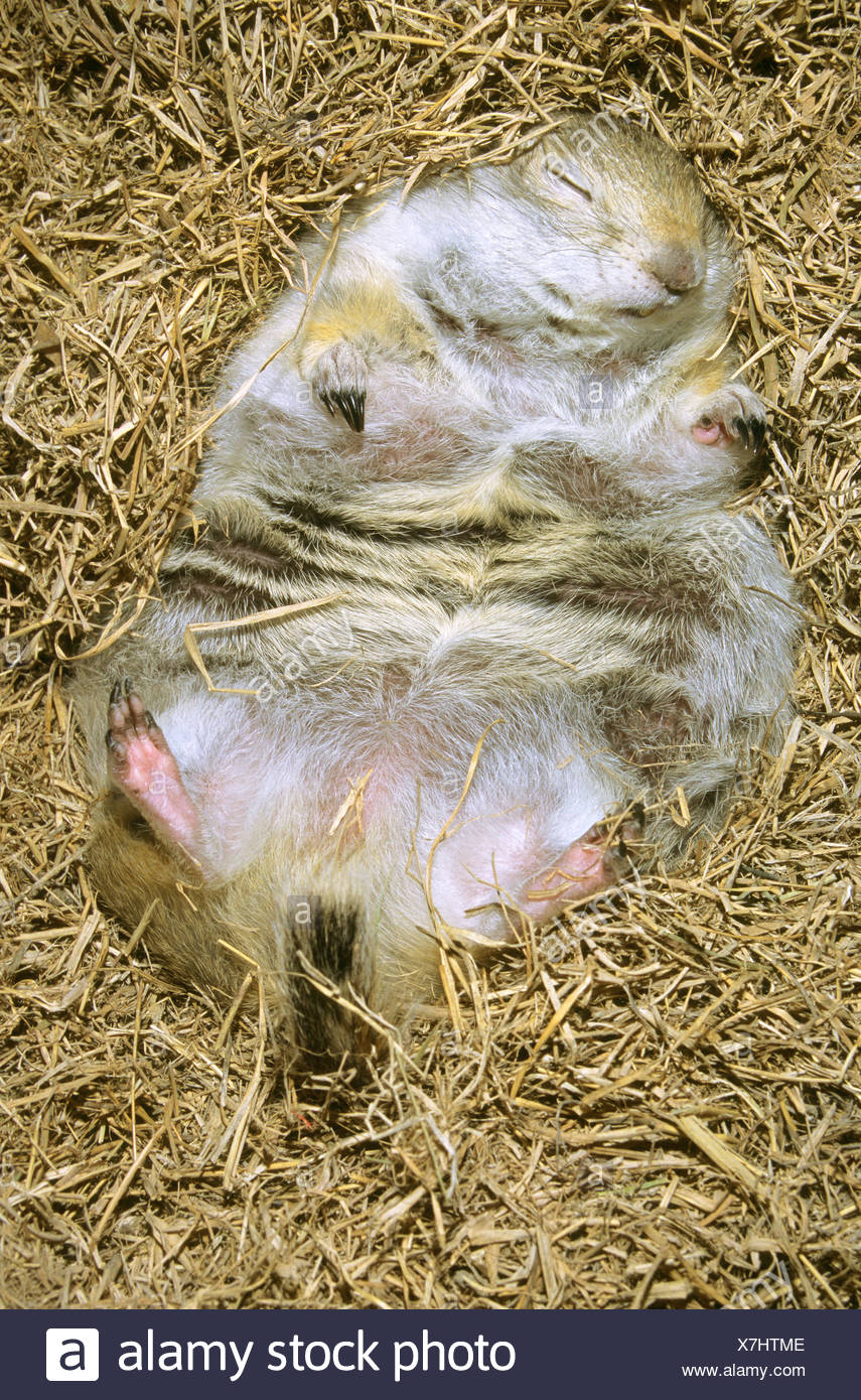 Hibernating Squirrel High Resolution Stock Photography and Images - Alamy