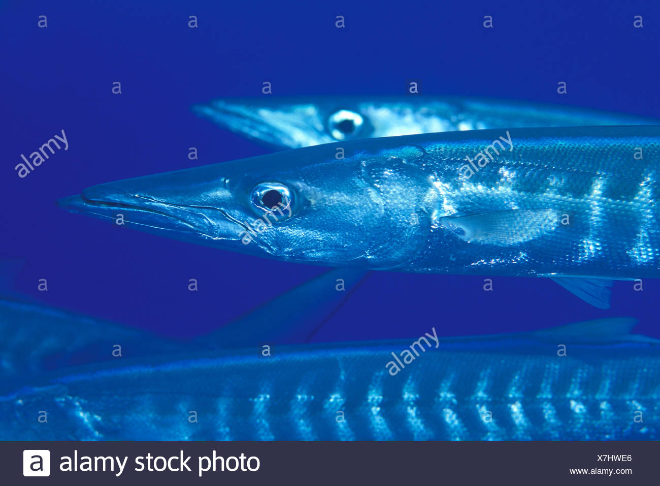 Yellowtail Barracuda High Resolution Stock Photography and Images - Alamy