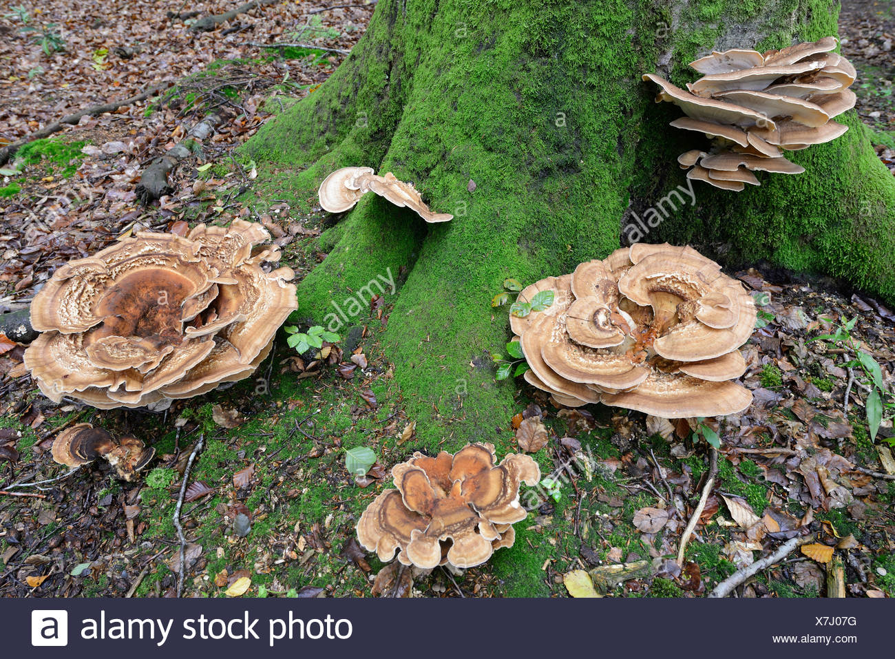 Polypores High Resolution Stock Photography and Images - Alamy