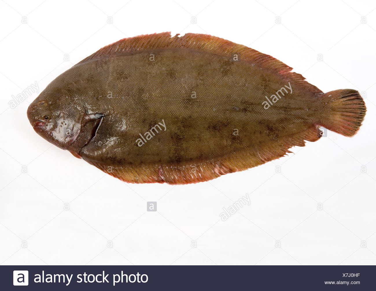 Full Sole High Resolution Stock Photography and Images - Alamy