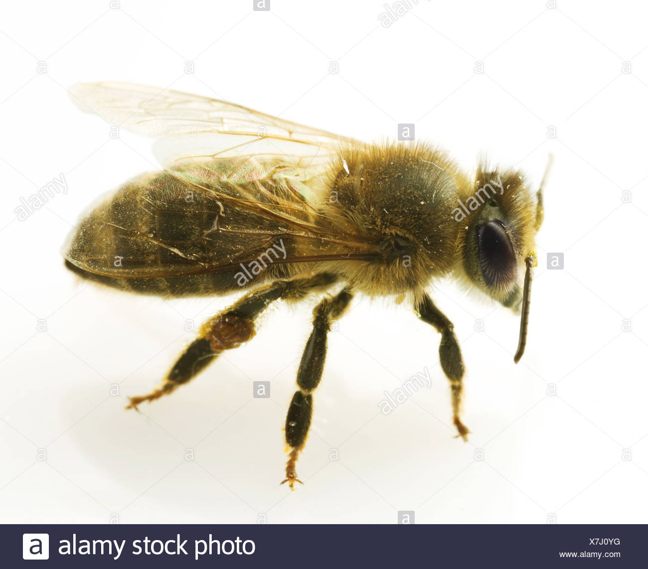 Bee Stinger Closeup High Resolution Stock Photography and Images - Alamy