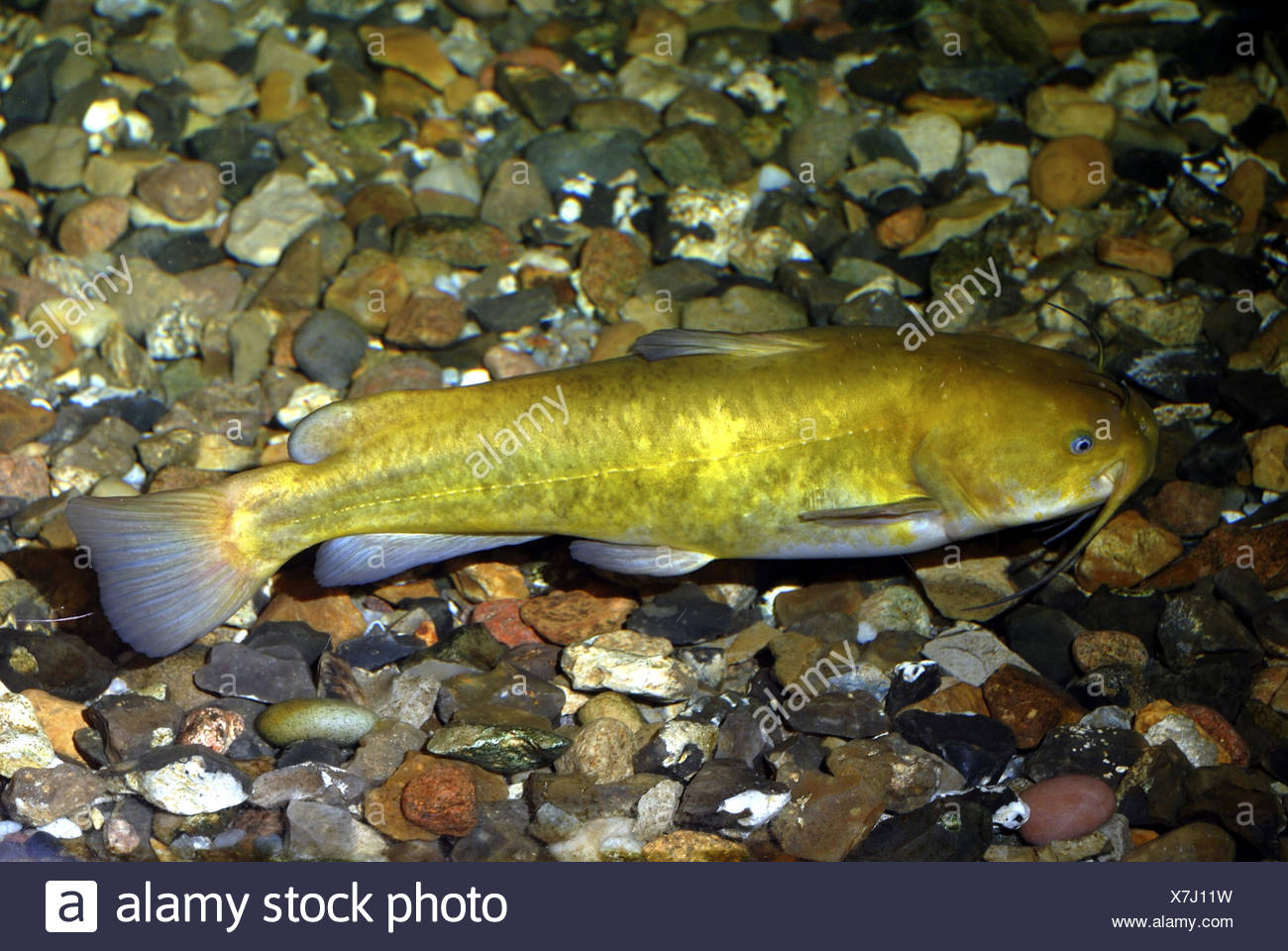 Brown Bullhead Catfish High Resolution Stock Photography and Images - Alamy