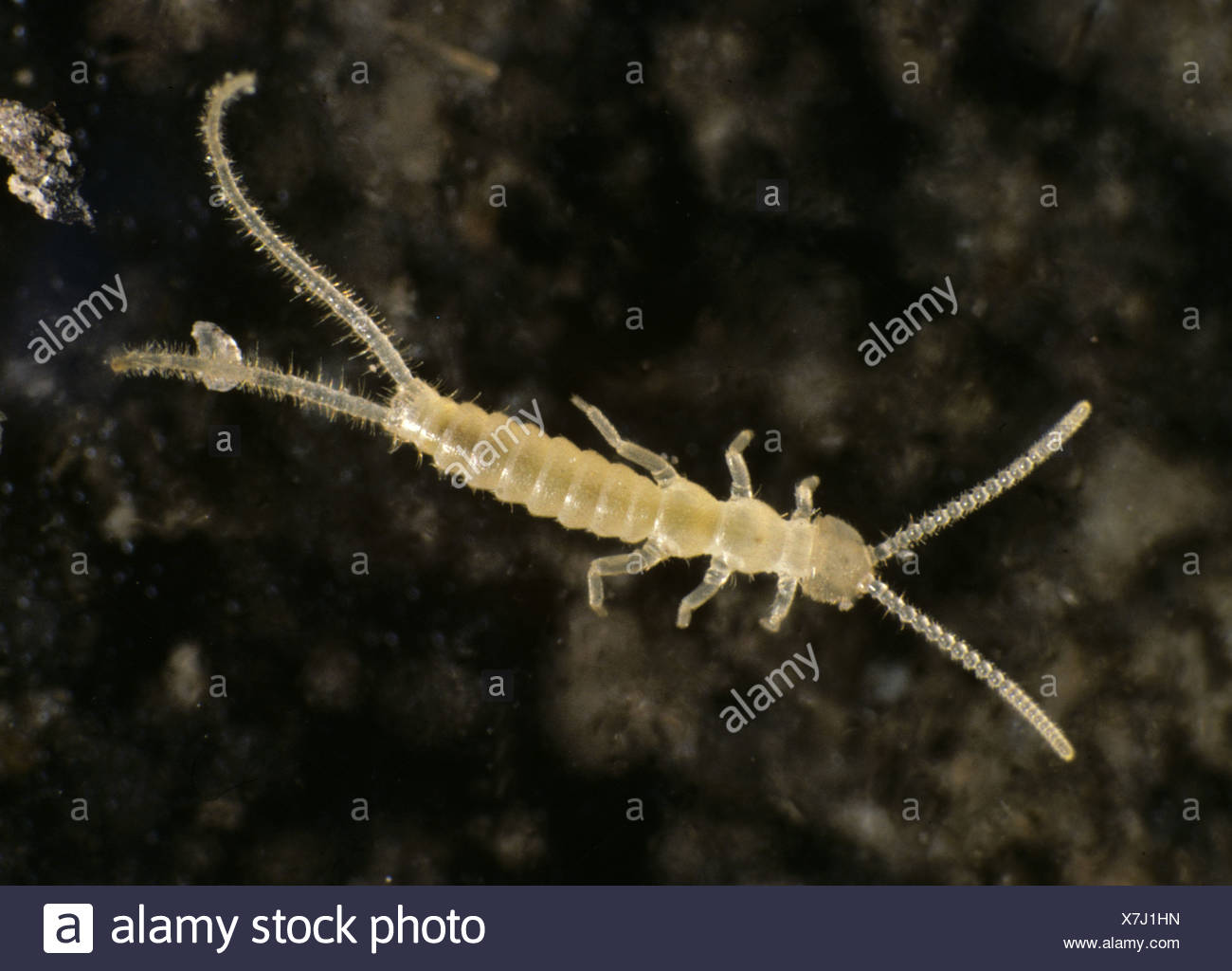 Campodea High Resolution Stock Photography and Images - Alamy