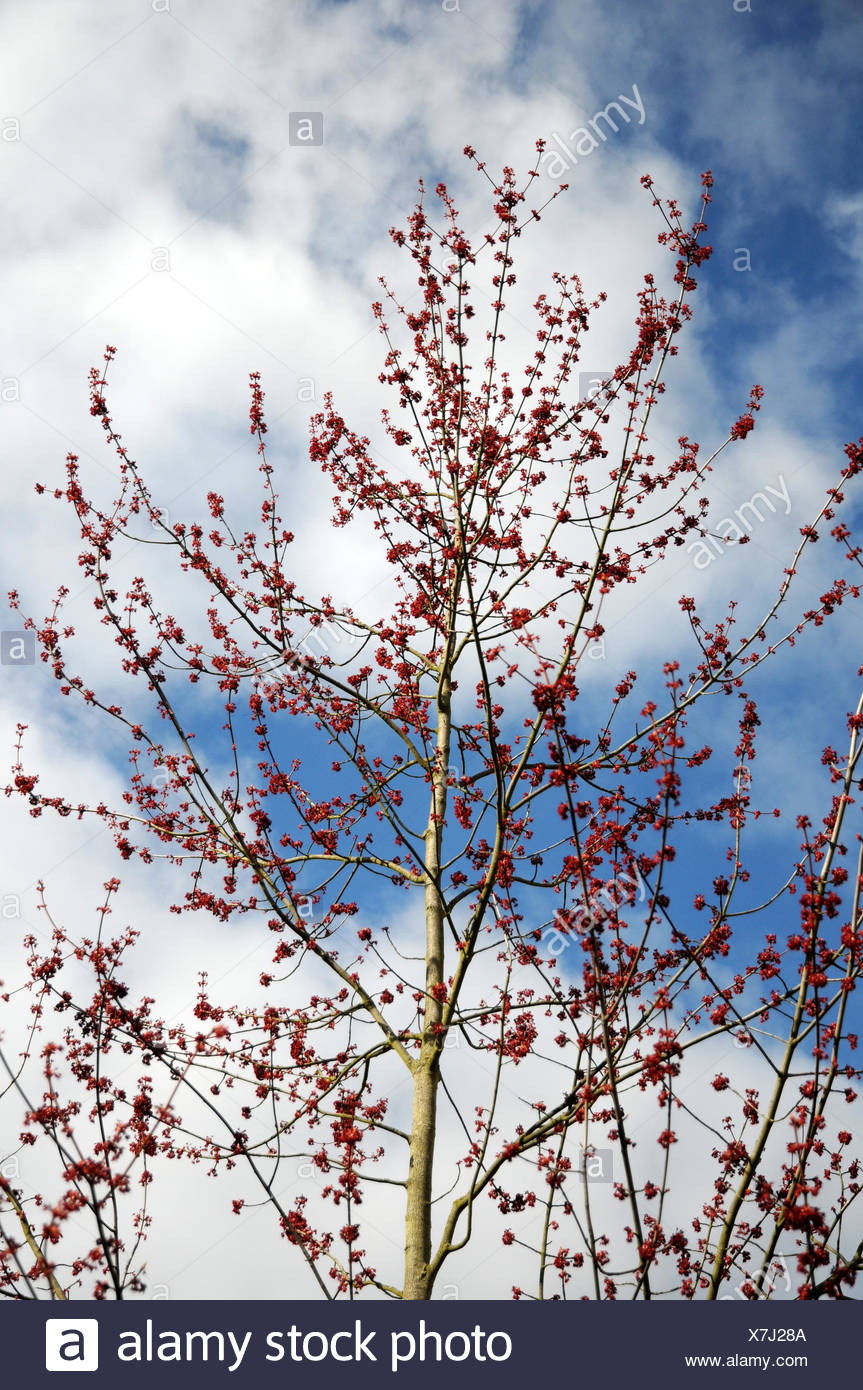 Swamp Maple Stock Photos & Swamp Maple Stock Images - Alamy