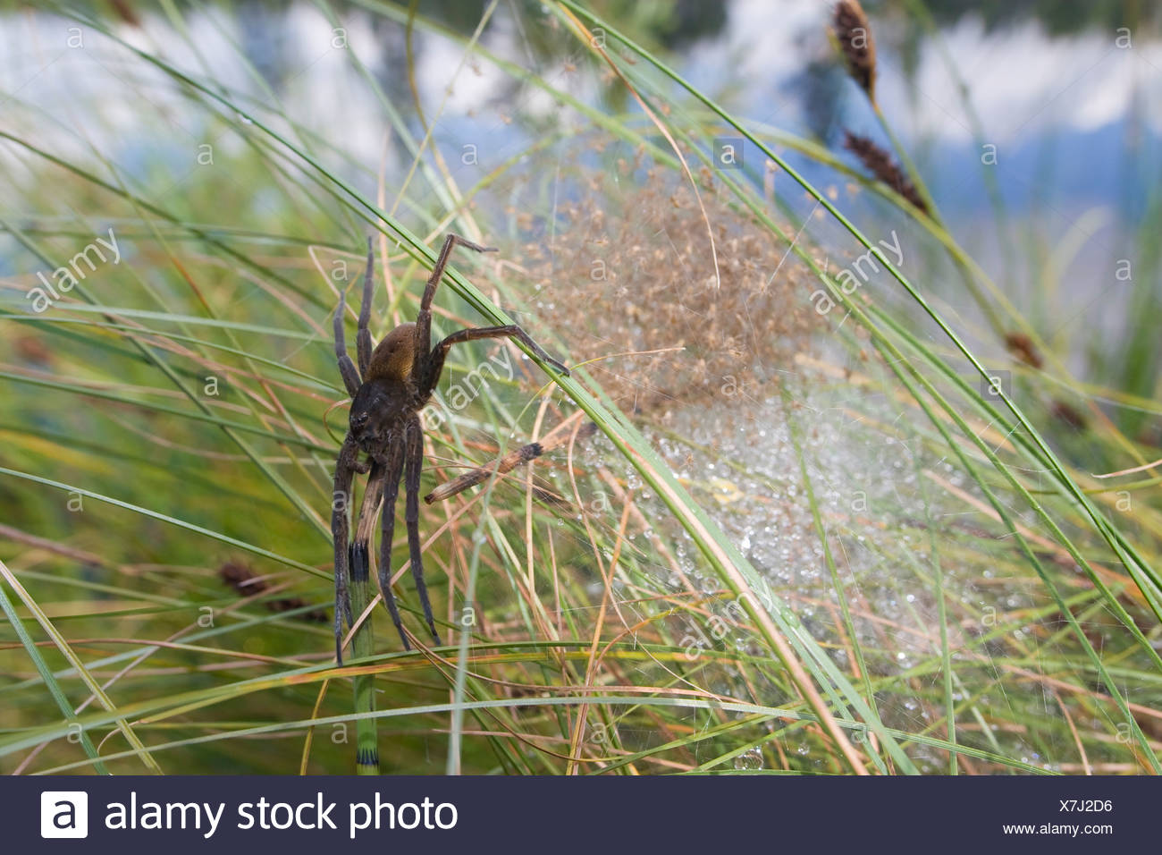 Dolomedes Plantarius High Resolution Stock Photography and Images - Alamy