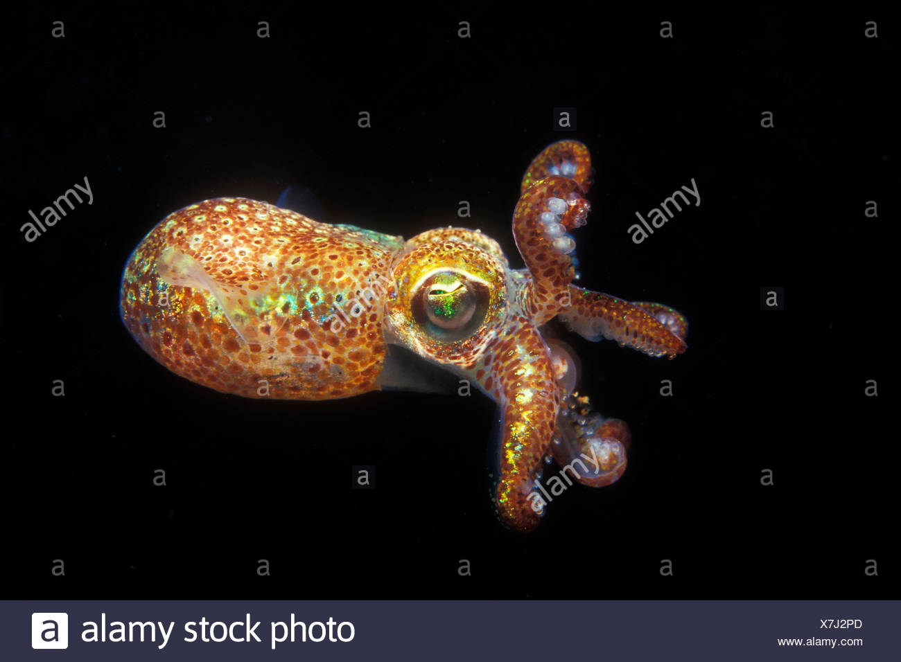 Sepiola High Resolution Stock Photography and Images - Alamy