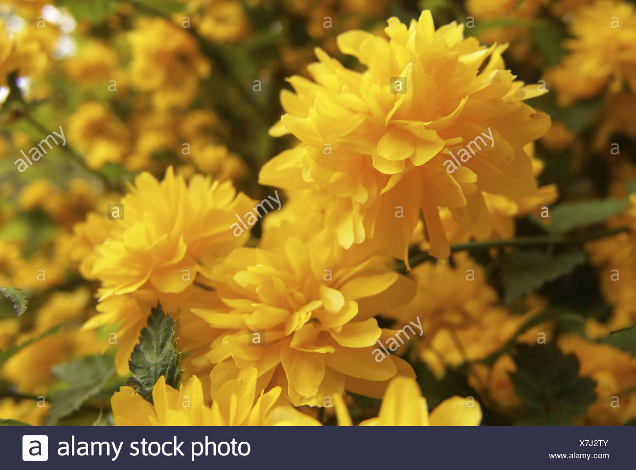 Kerrie High Resolution Stock Photography and Images - Alamy
