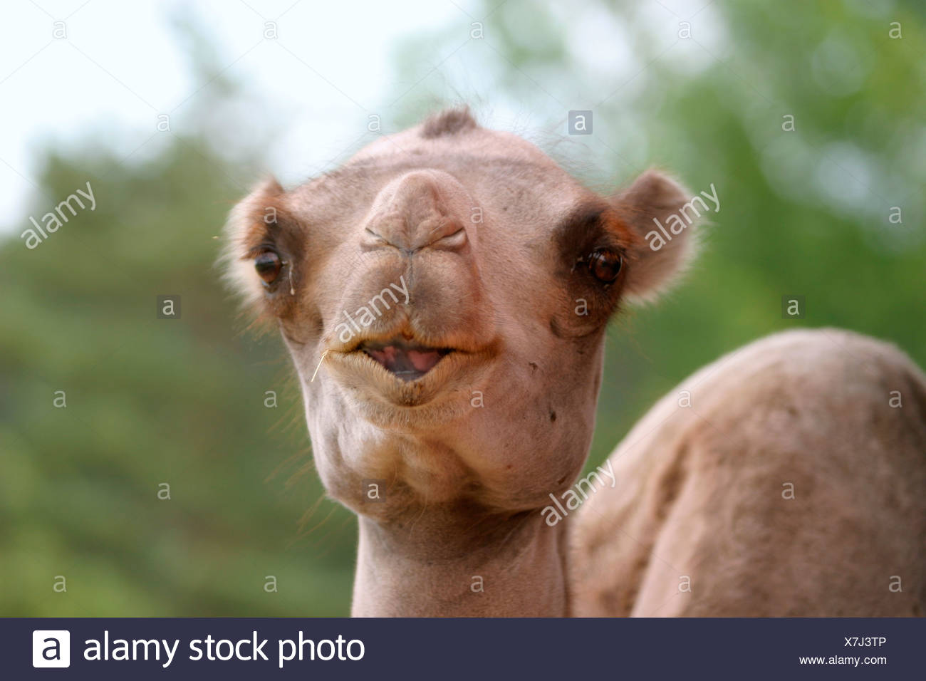 Dromedare High Resolution Stock Photography and Images - Alamy