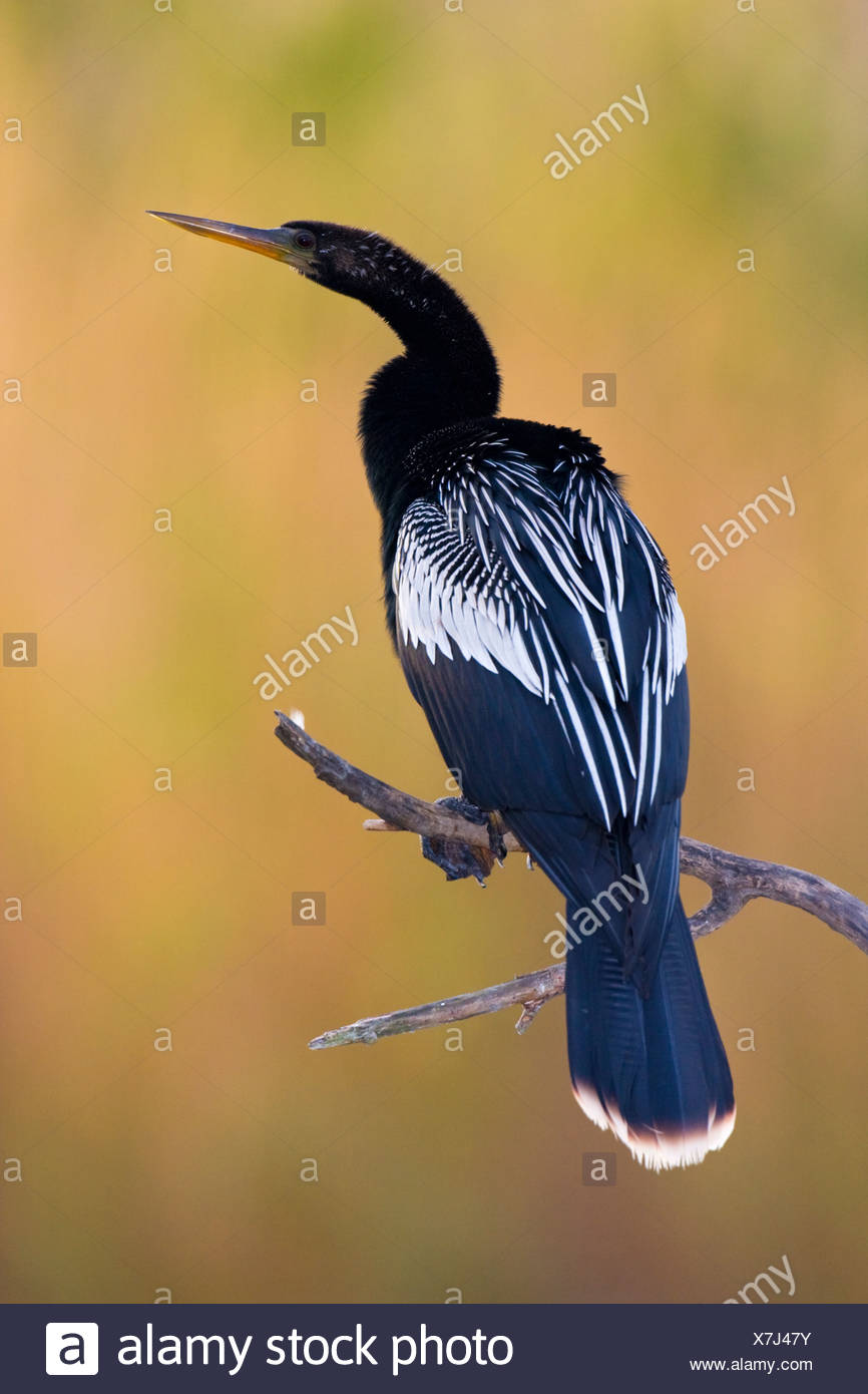 Texas Parks And Wildlife Stock Photos & Texas Parks And Wildlife Stock ...