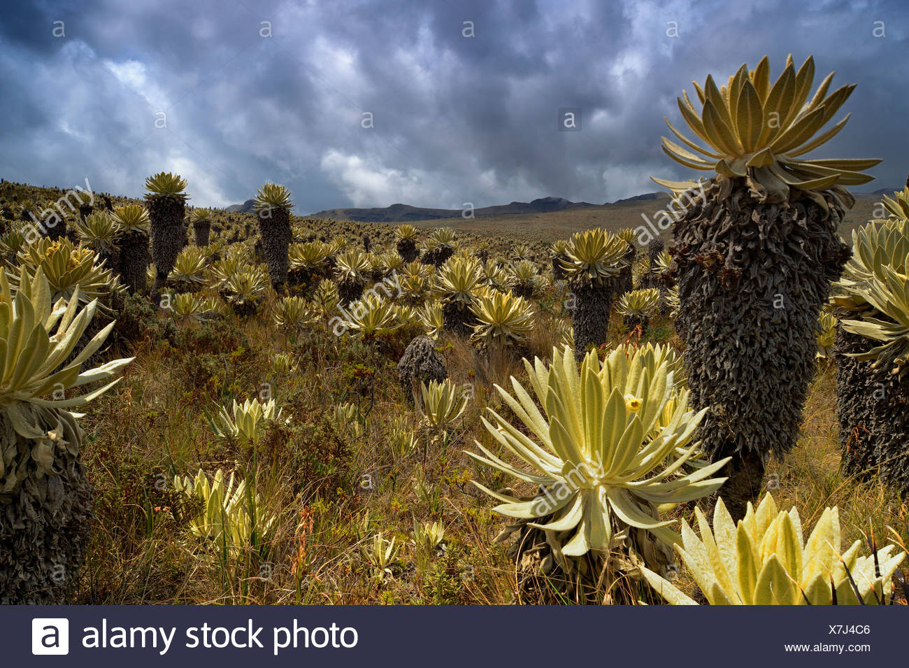 Frailejon Paramo High Resolution Stock Photography and Images - Alamy