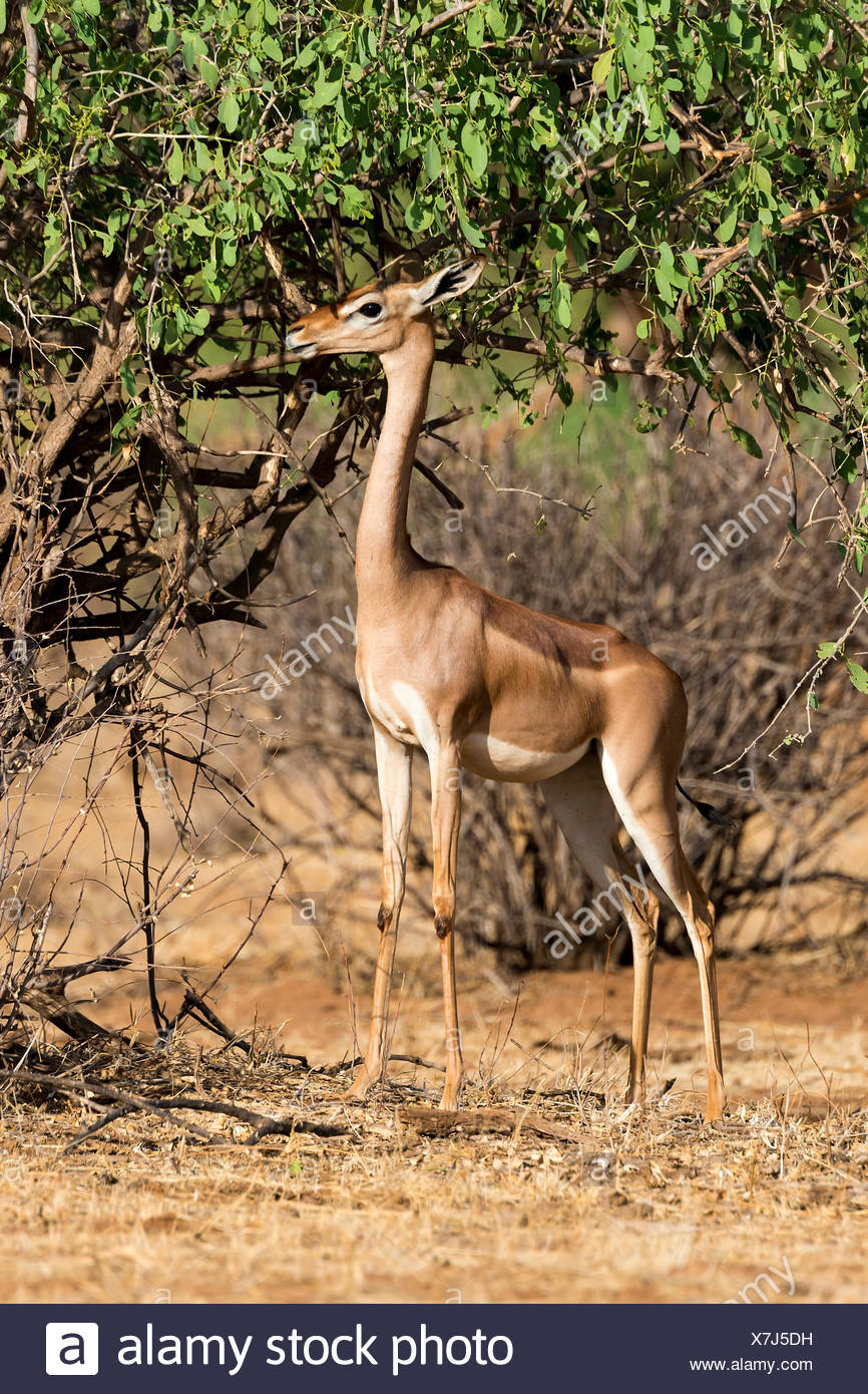 Gerenuk Antelope High Resolution Stock Photography and Images - Alamy
