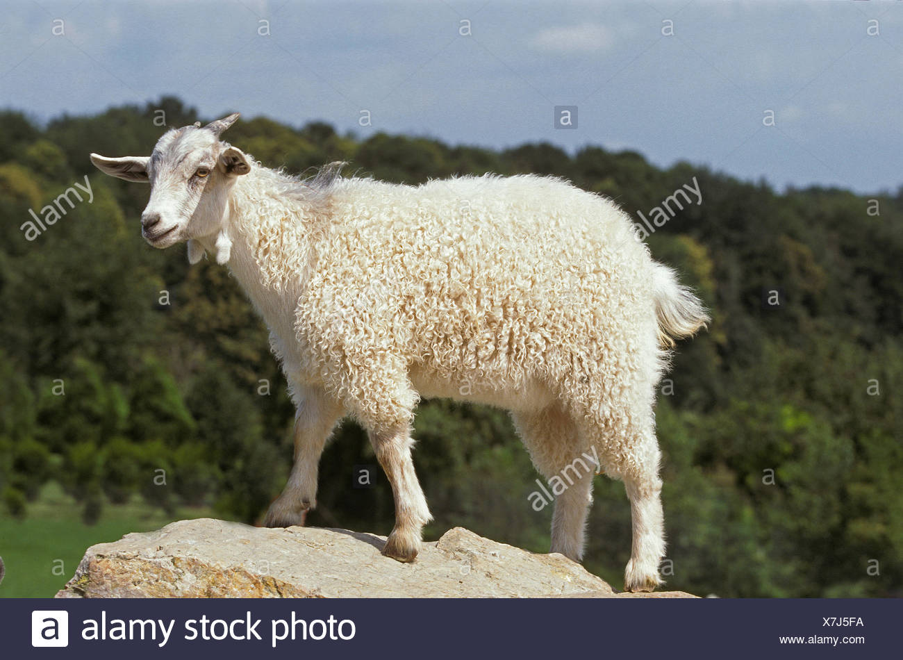 Young Angora Goat High Resolution Stock Photography and Images - Alamy