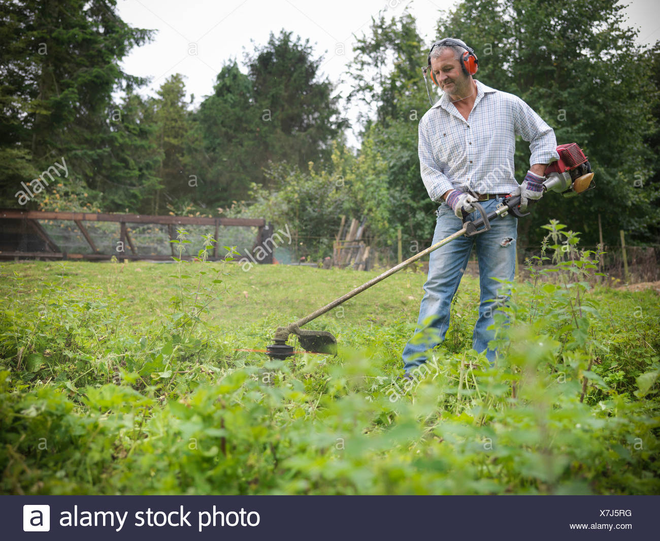 Weeds In Lawn High Resolution Stock Photography and Images - Alamy