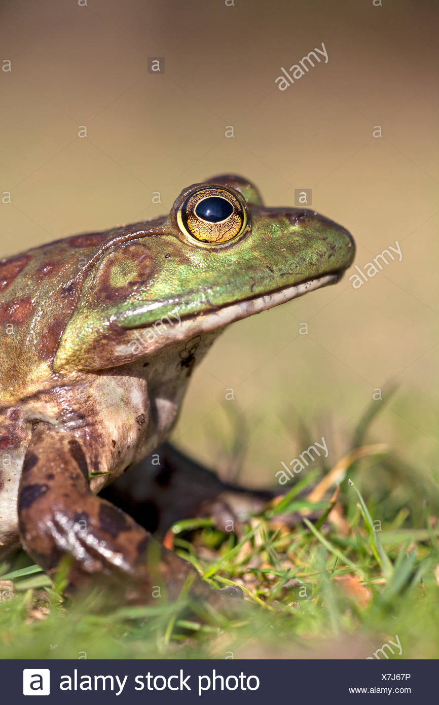 Large Vertical High Resolution Stock Photography and Images - Alamy