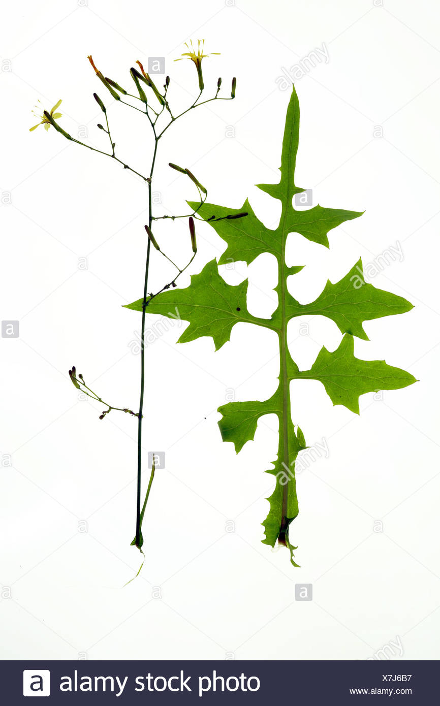 Lactuca Muralis High Resolution Stock Photography and Images - Alamy