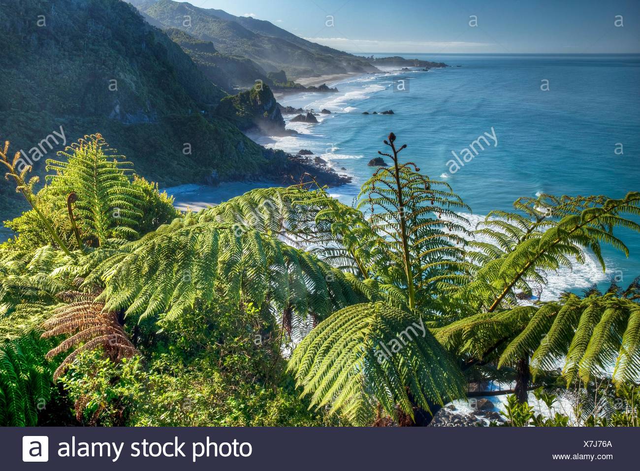 Punga High Resolution Stock Photography and Images - Alamy