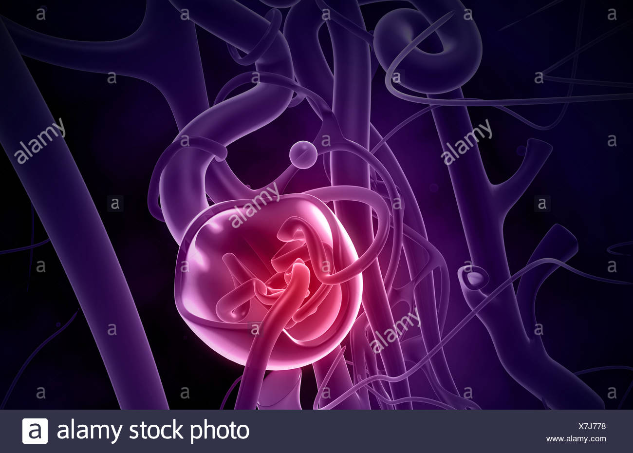 Glomerulus Kidney Stock Photos & Glomerulus Kidney Stock Images - Alamy