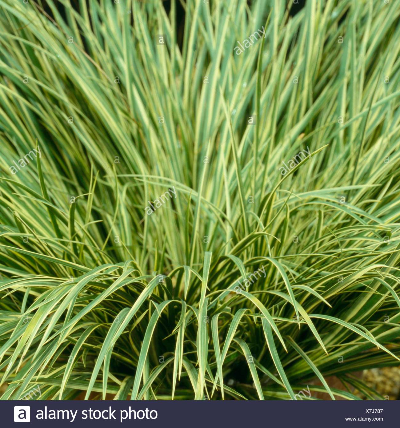 Acorus Gramineus High Resolution Stock Photography and Images - Alamy