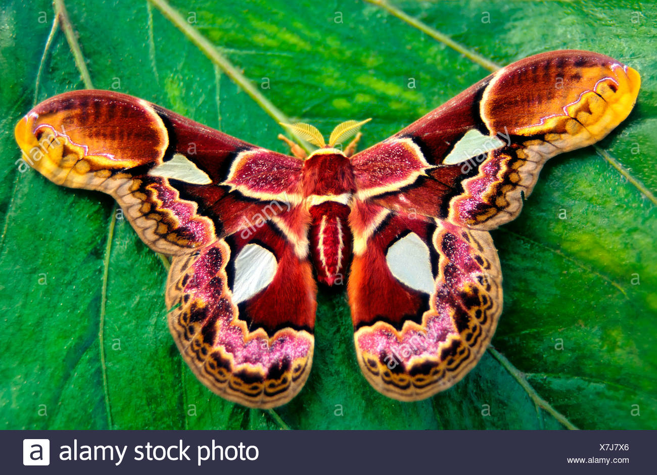 Rothschildia Moth High Resolution Stock Photography and Images - Alamy