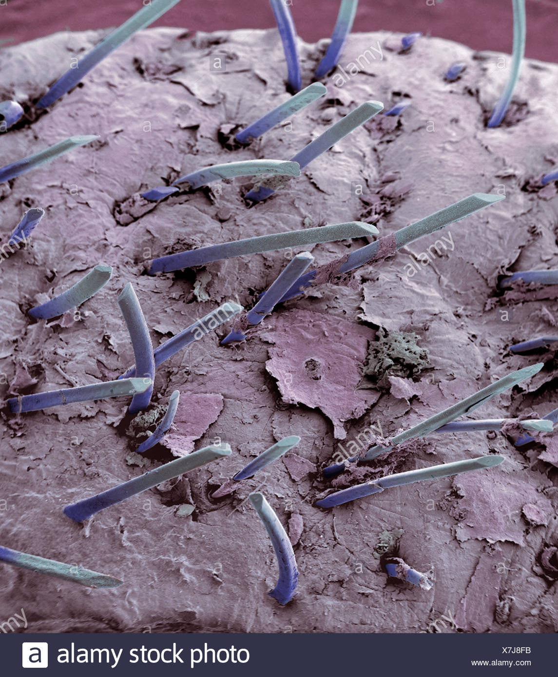 Stubble Hair High Resolution Stock Photography and Images - Alamy