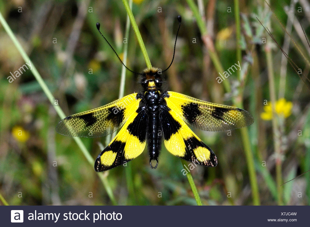 Libelloides High Resolution Stock Photography and Images - Alamy