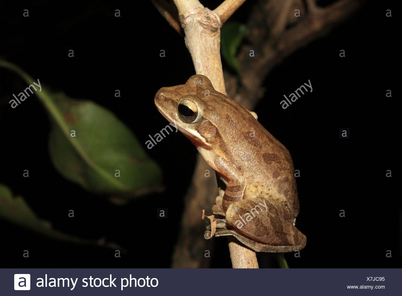 Frogs Of Sri Lanka High Resolution Stock Photography and Images - Alamy