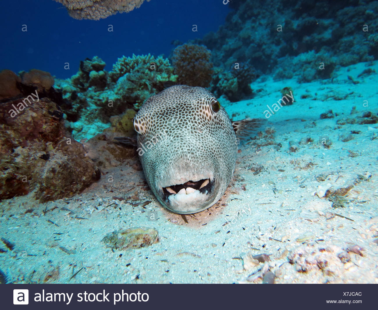 Riesen Kugelfisch High Resolution Stock Photography and Images - Alamy