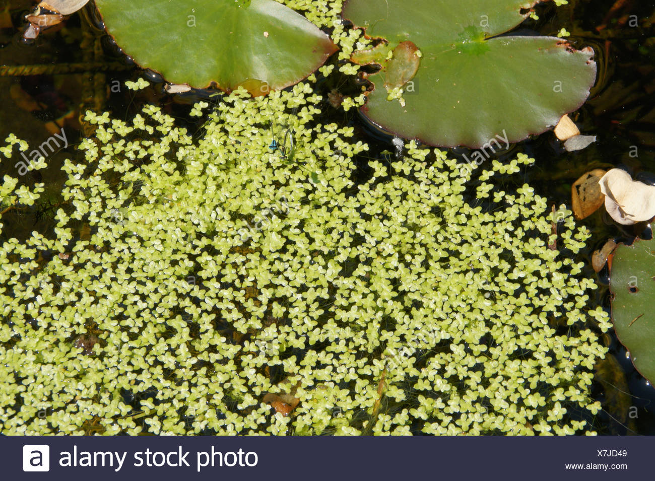 Duckweed Flower Stock Photos & Duckweed Flower Stock Images - Alamy