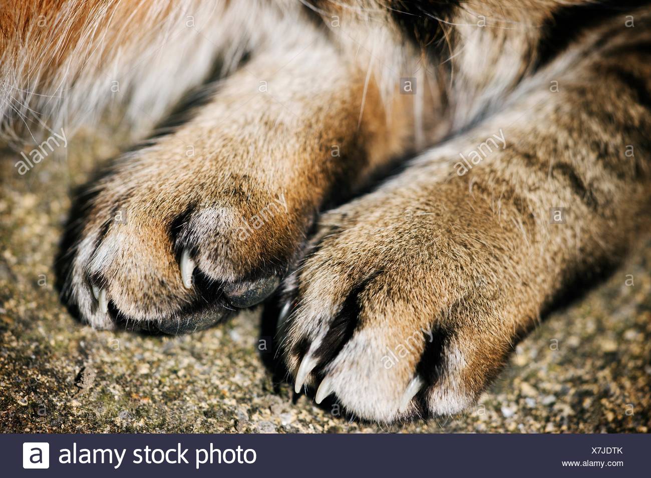 Cat Paws Close Up Stock Photos & Cat Paws Close Up Stock Images - Alamy