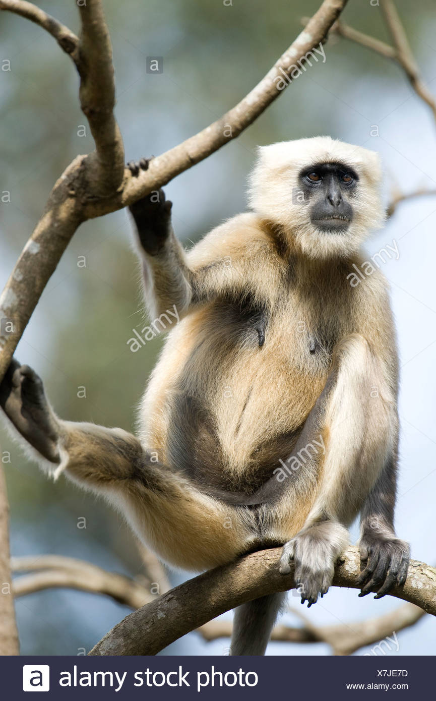 Hanuman Langur High Resolution Stock Photography and Images - Alamy