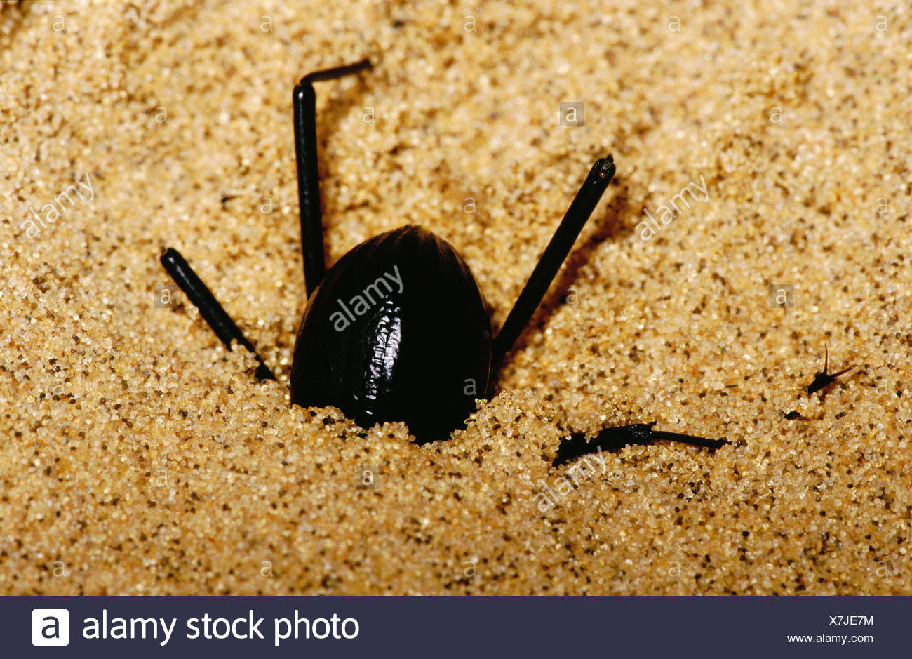 Africa Namib Desert Beetle High Resolution Stock Photography and Images ...