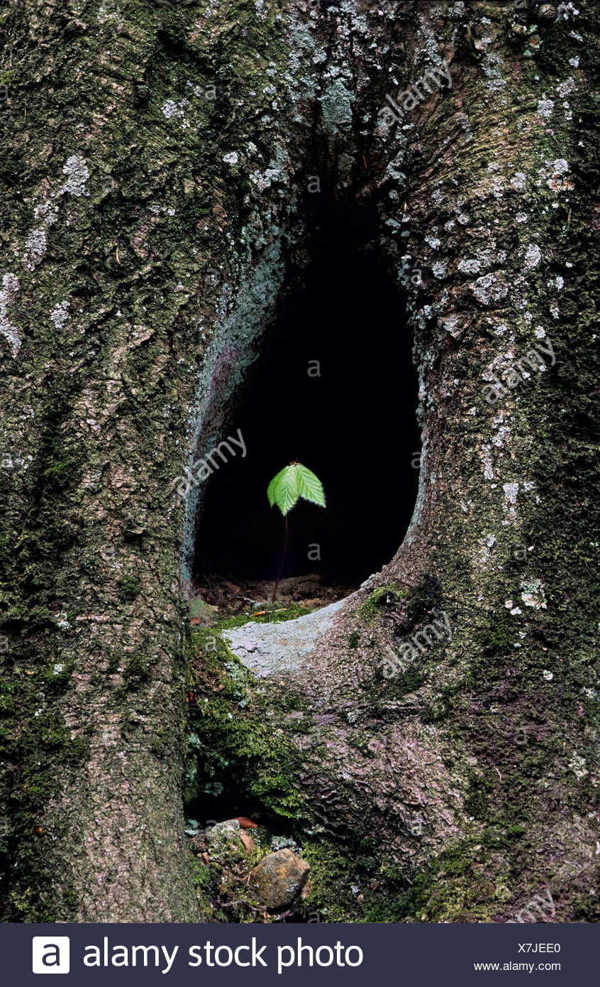 Holes In A Leaf High Resolution Stock Photography and Images - Alamy