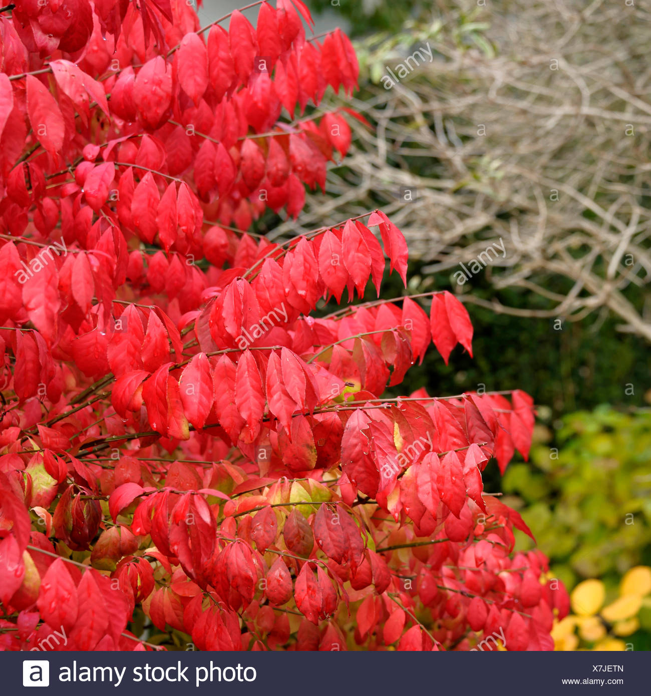 Winged Spindle Tree Euonymus Alatus Compactus High Resolution Stock ...