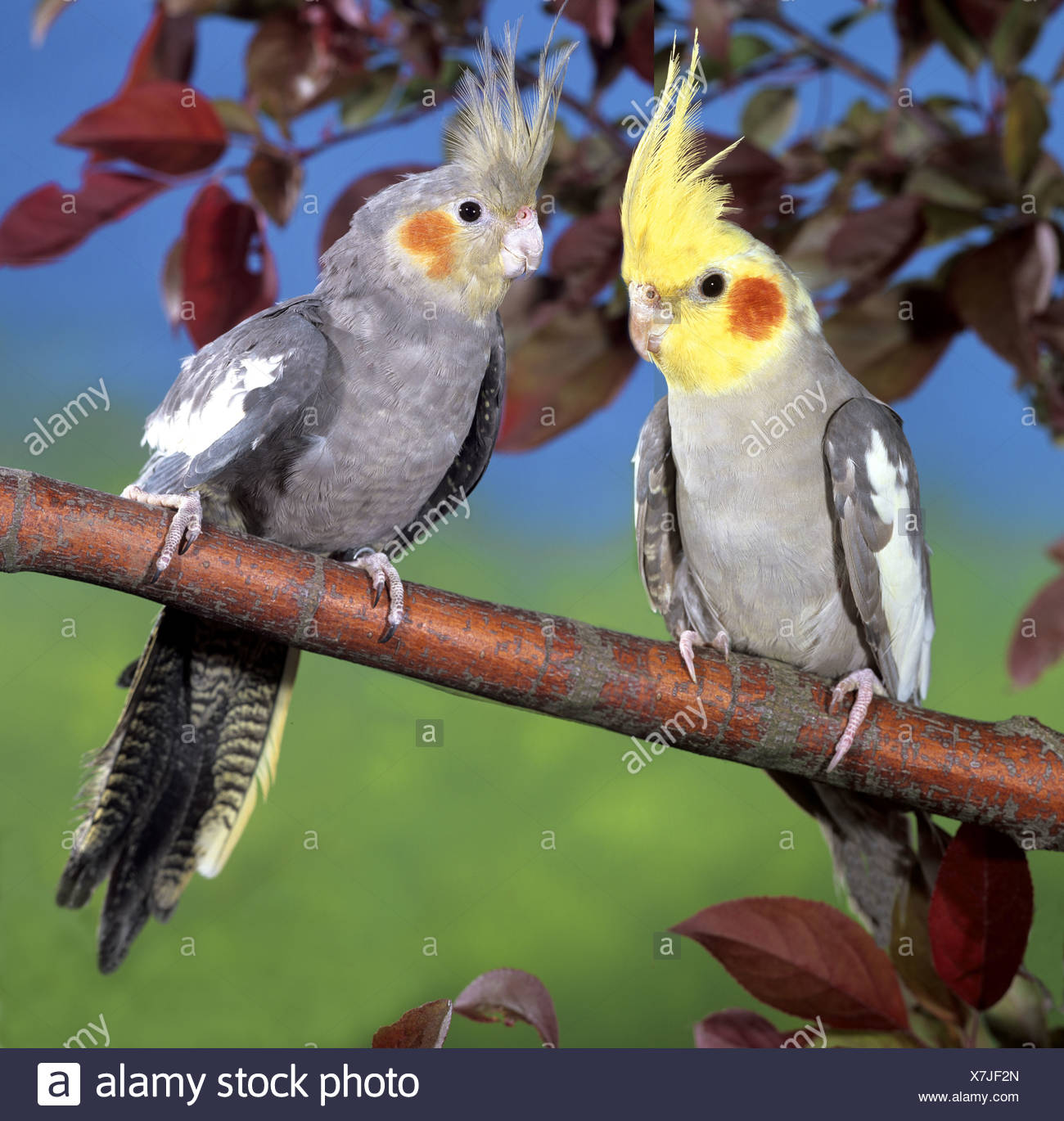 Cockatiel Bird Pair Stock Photos & Cockatiel Bird Pair Stock Images - Alamy