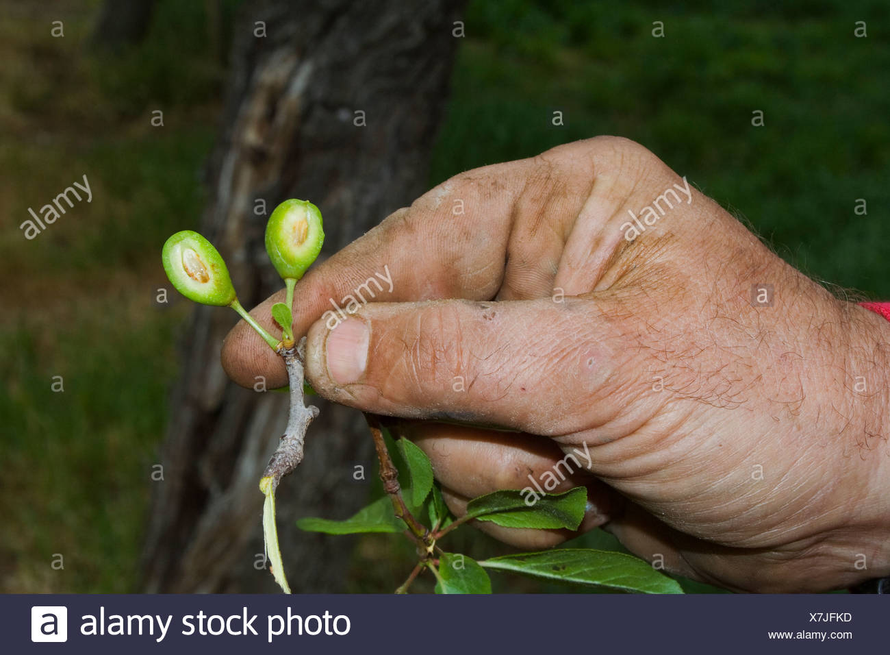 Hand Prunes High Resolution Stock Photography and Images - Alamy