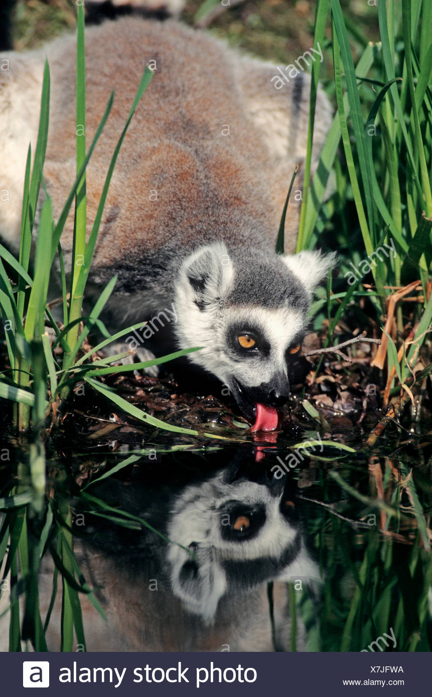 Lemur Catta Drinking High Resolution Stock Photography and Images - Alamy
