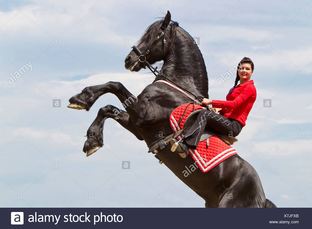 Rearing Friesian Horse High Resolution Stock Photography and Images - Alamy