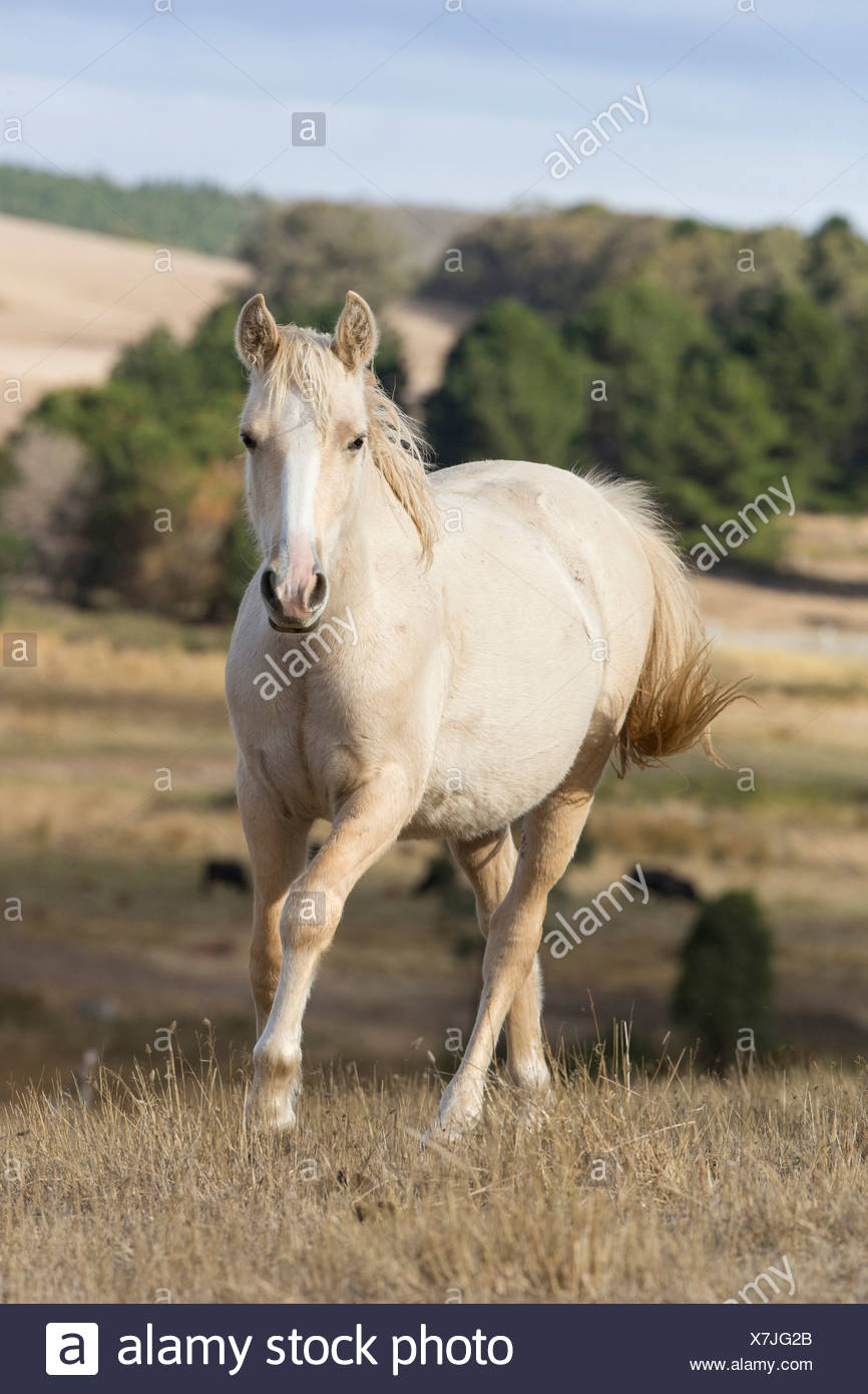 Brumbies Horse Australia High Resolution Stock Photography and Images ...