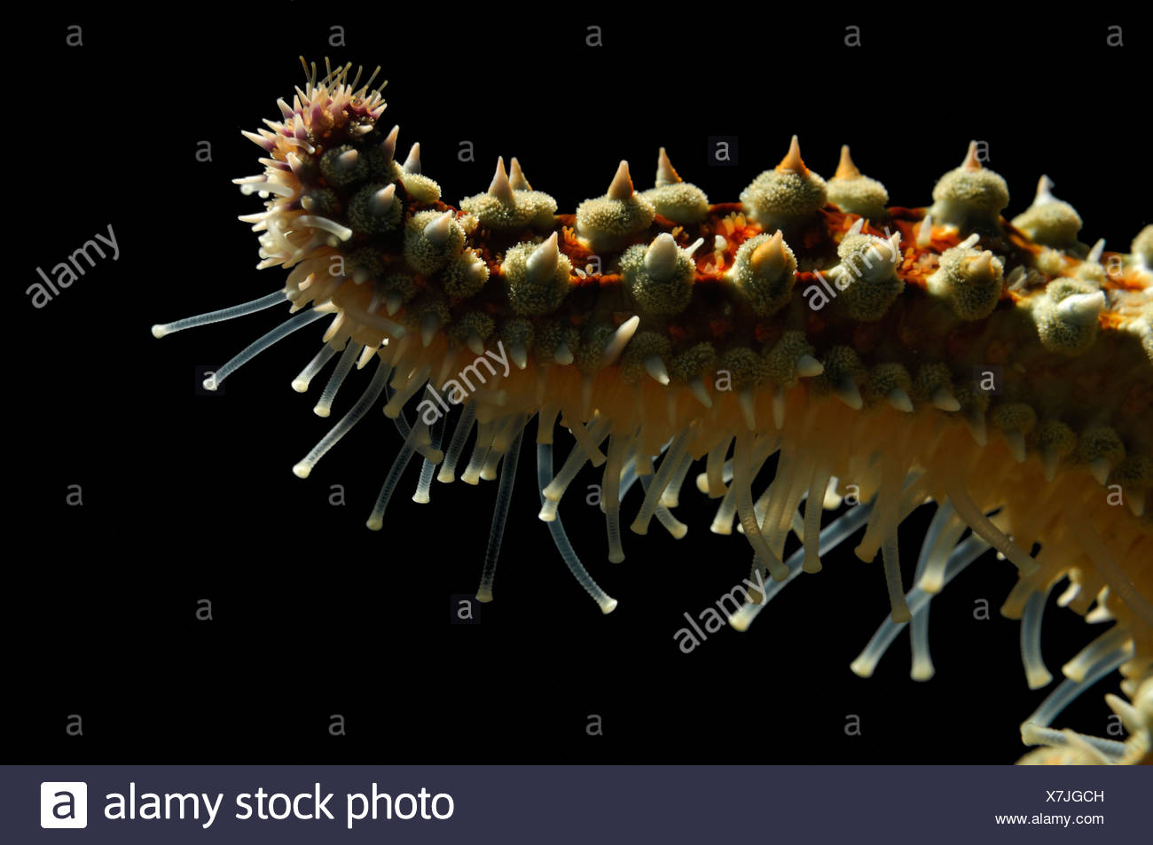 Starfish Tube Feet High Resolution Stock Photography and Images - Alamy