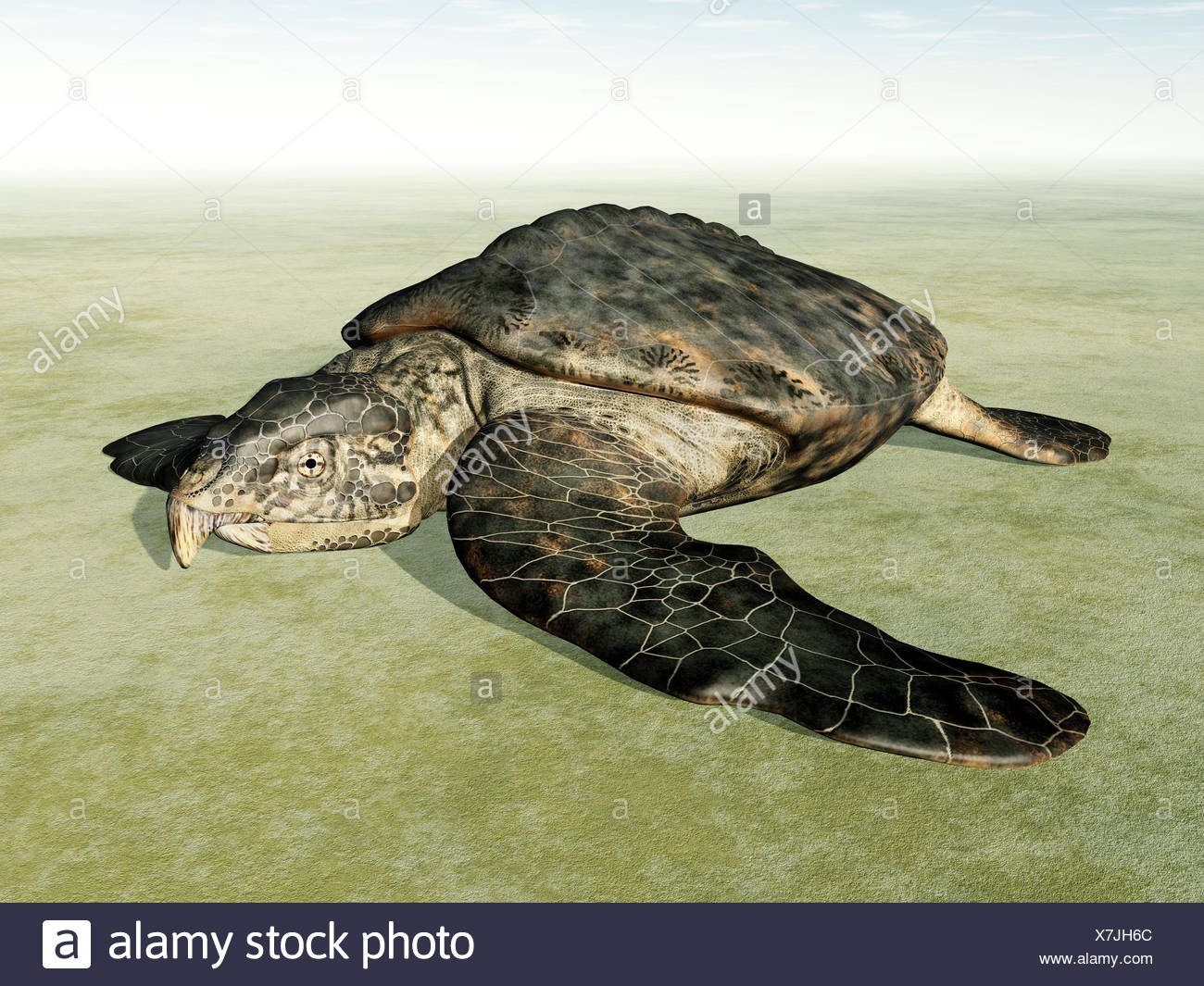 Archelon Turtle High Resolution Stock Photography and Images - Alamy