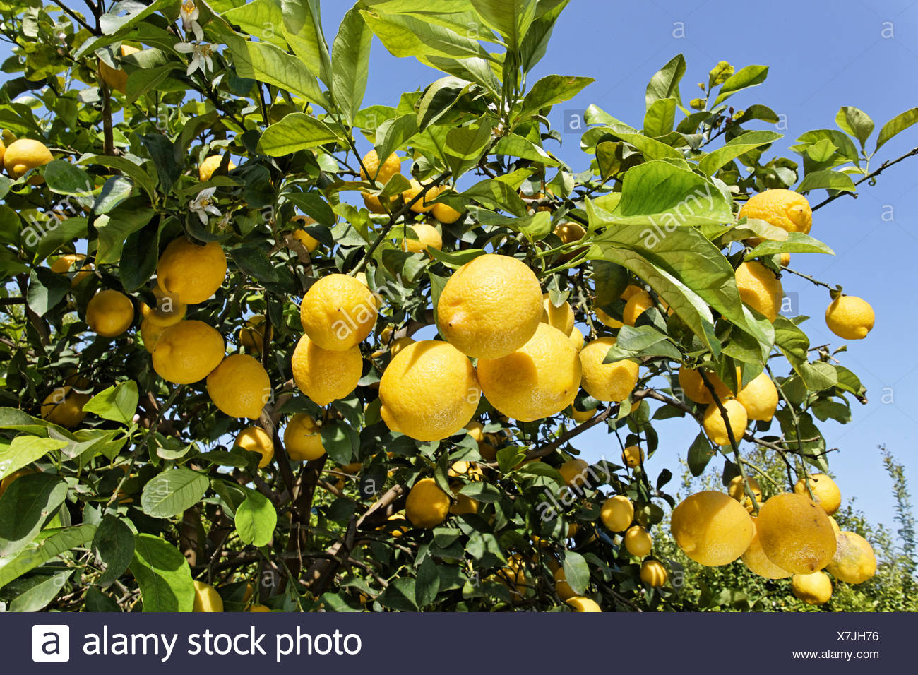 Citrus Grove High Resolution Stock Photography and Images - Alamy
