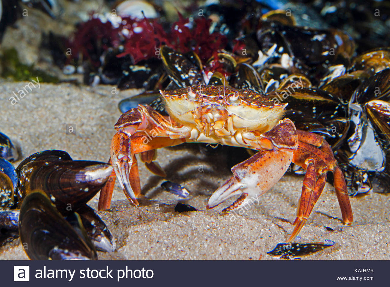 North Atlantic Shore Crab High Resolution Stock Photography and Images ...