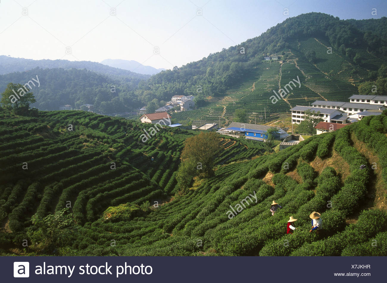 Tea Fields China Stock Photos & Tea Fields China Stock Images - Alamy