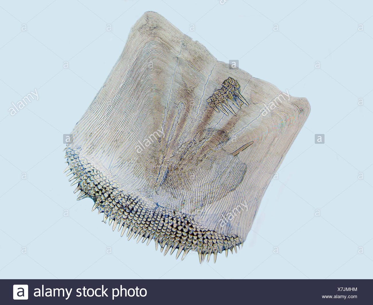 40x Stock Photos & 40x Stock Images - Alamy