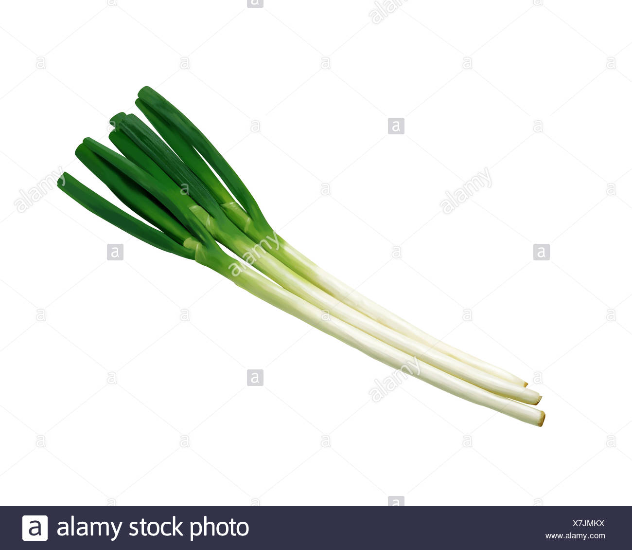 Spring Onion Illustration High Resolution Stock Photography and Images ...