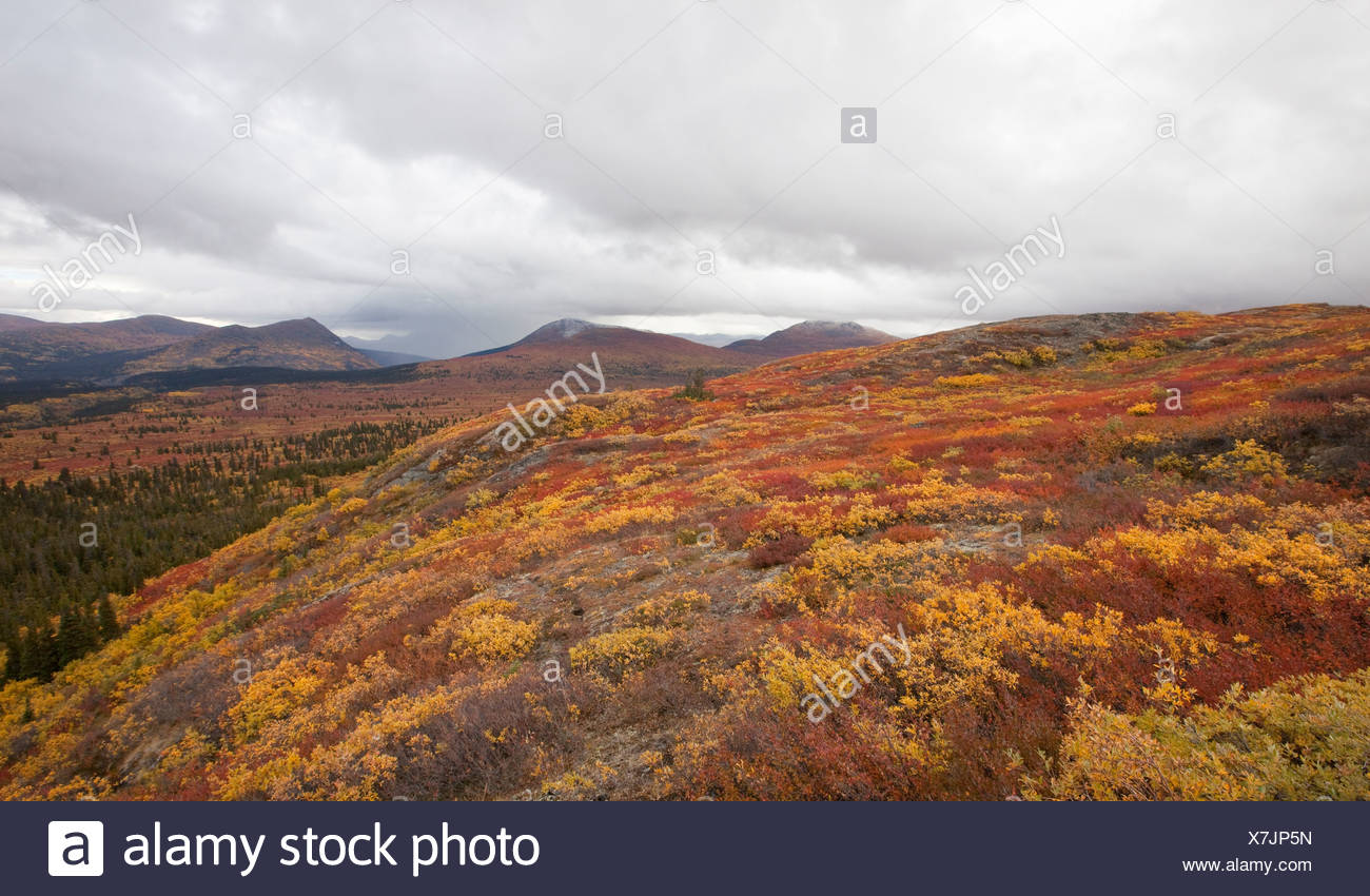 Tundra Landscape Summer High Resolution Stock Photography and Images ...