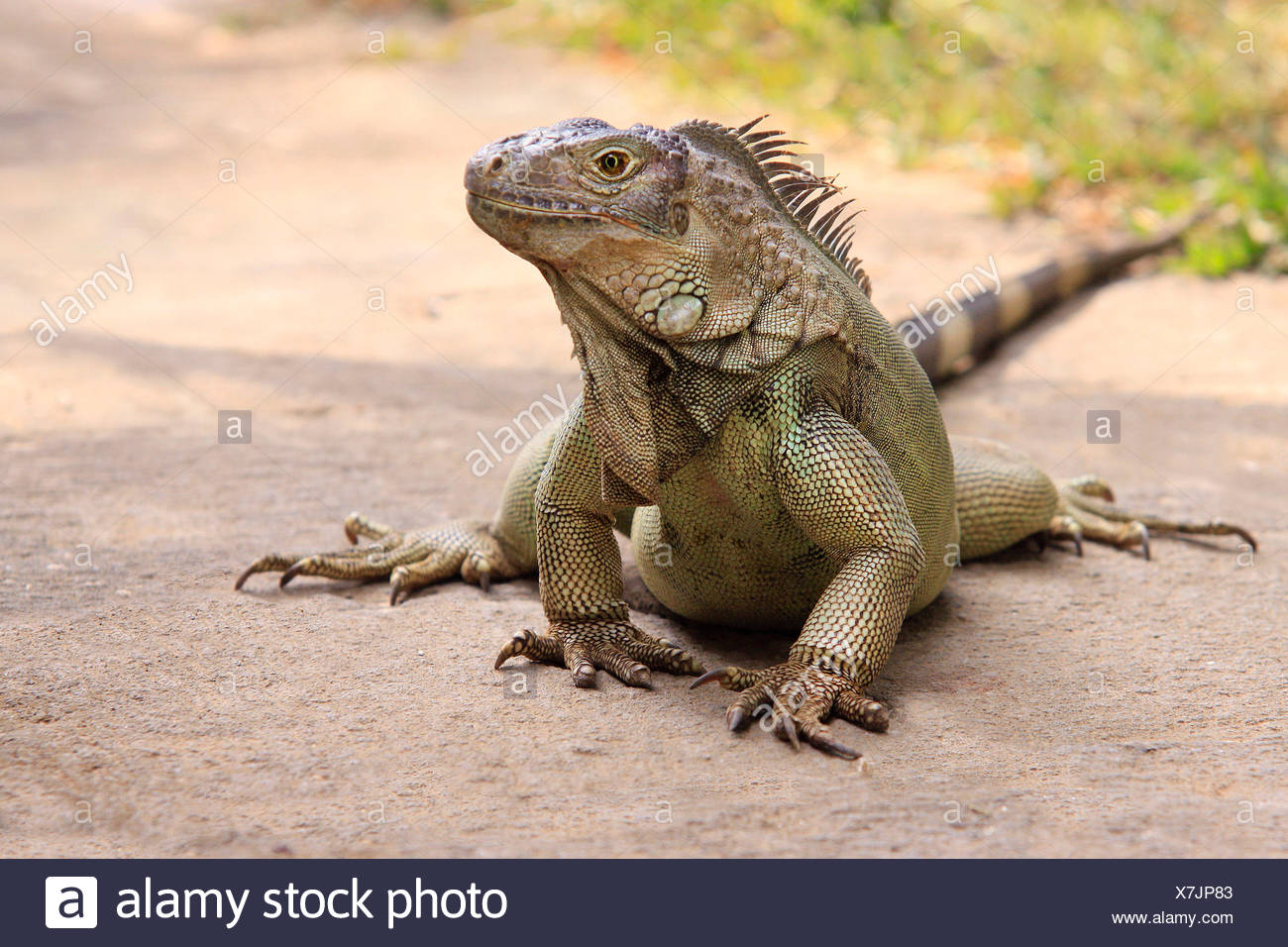 Green Leguan High Resolution Stock Photography and Images - Alamy